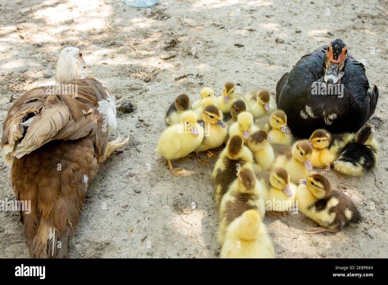 Mother duck with her ducklings. There are many ducklings following the ...