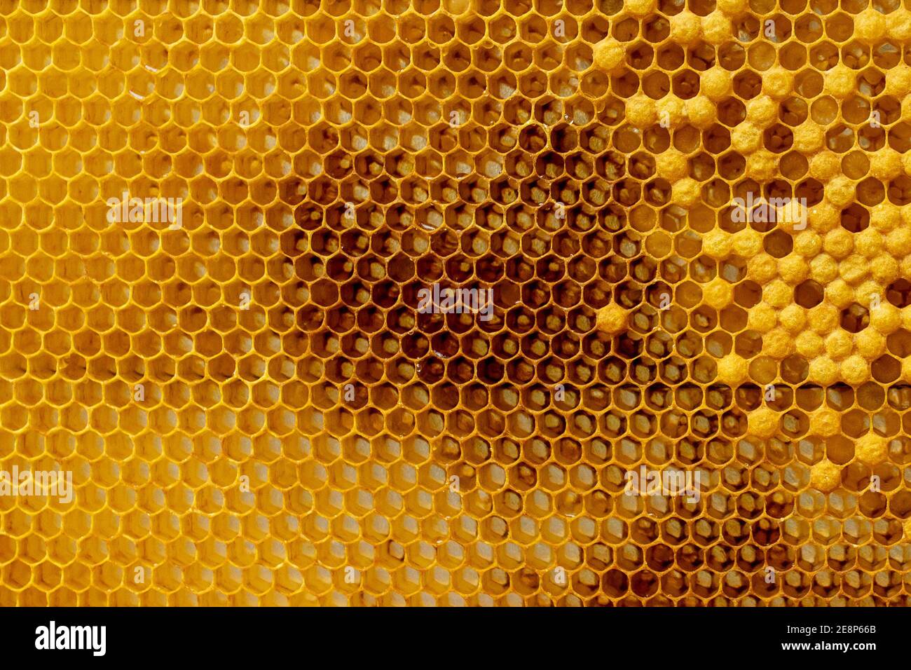 bees work on honeycomb. Honey cells pattern Stock Photo - Alamy
