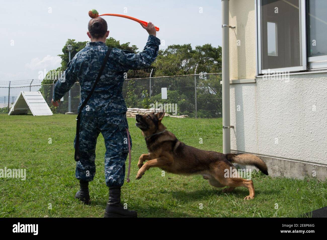 Military working dog obstacle course training 150617 Stock Photo - Alamy