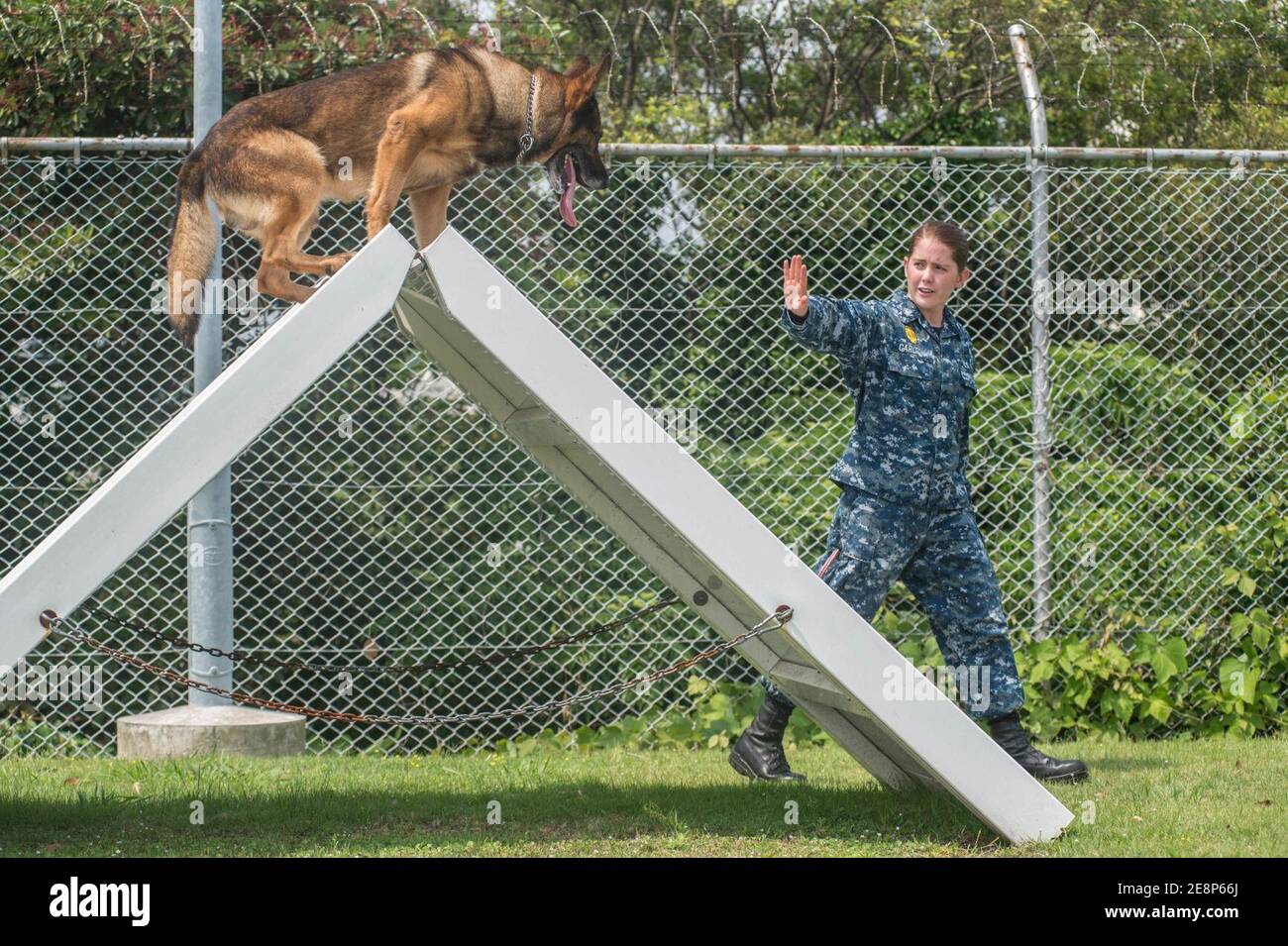 Military working dog obstacle course training 150617 Stock Photo - Alamy