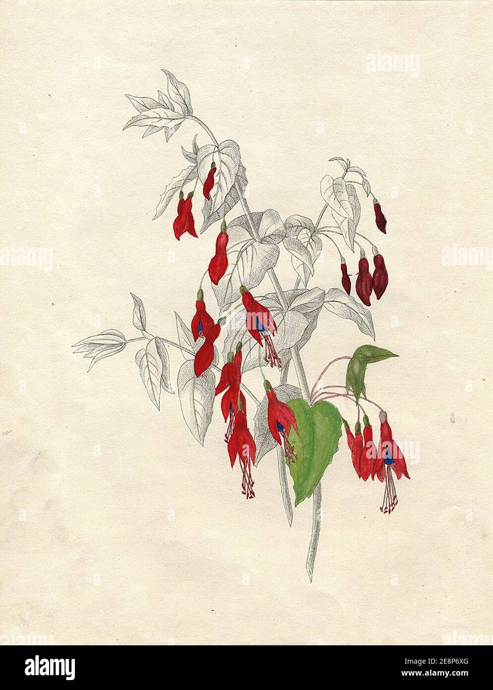 Miss smith hi-res stock photography and images - Alamy