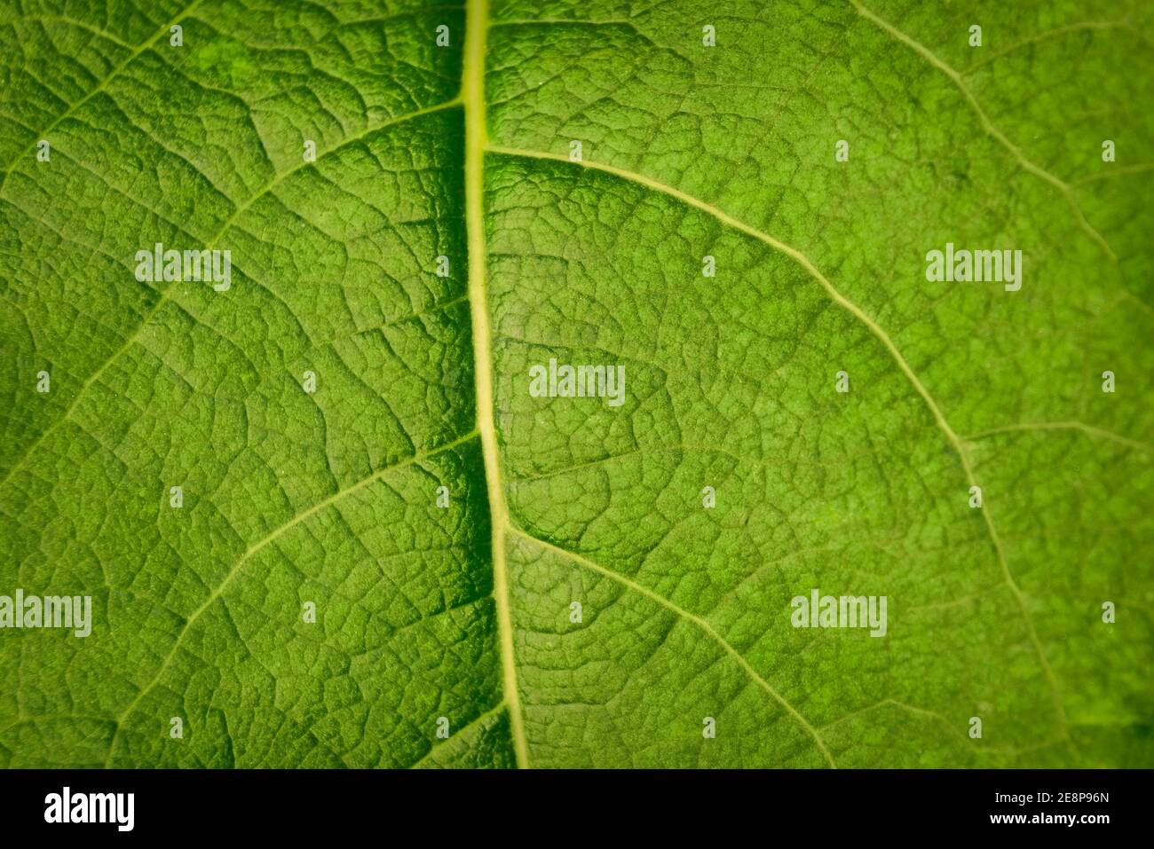 Green leaf texture. Texture of green leaf close-up. Natural background ...