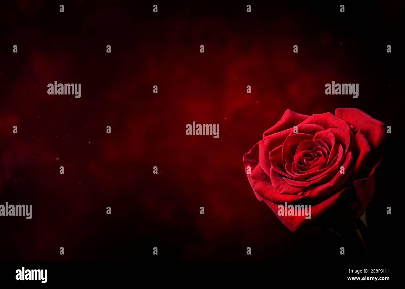 Dark red roses background. Luminous hearth shaped bokeh in the ...