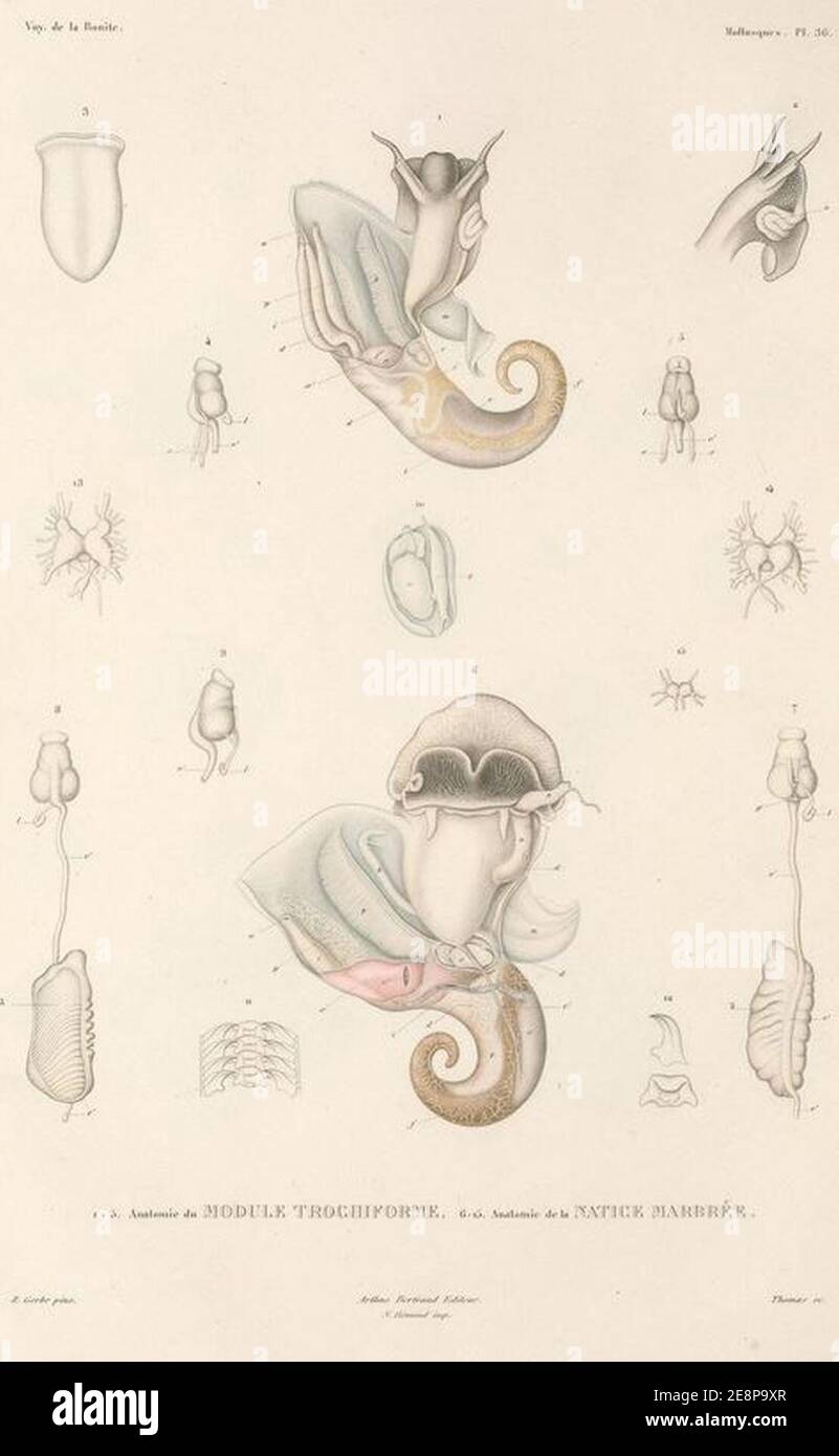 Hebraeus hi-res stock photography and images - Alamy