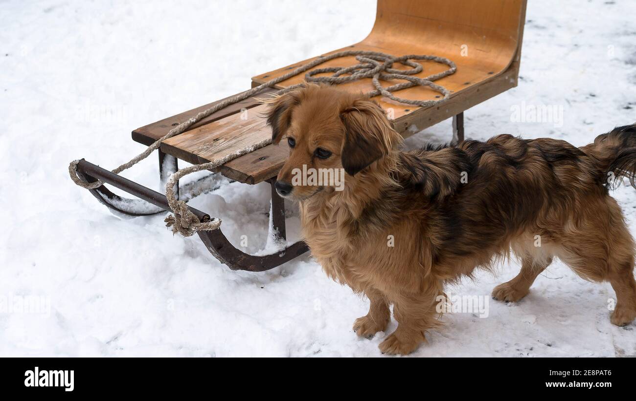 Dog with winter sledding. A small red dog standing on a snowy ground ...
