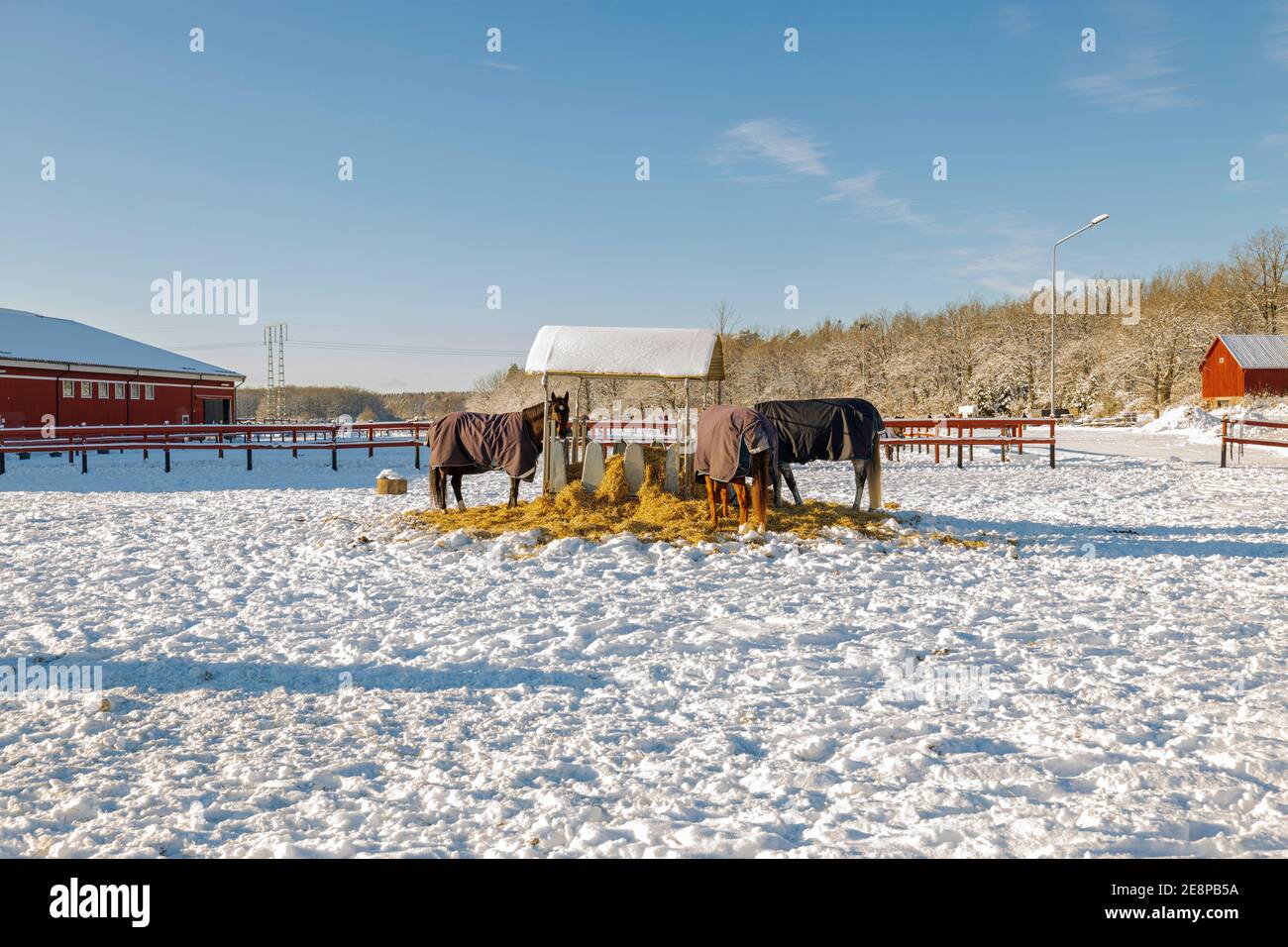 Group of horses on rest in winter field. Animals concept. Beautiful ...