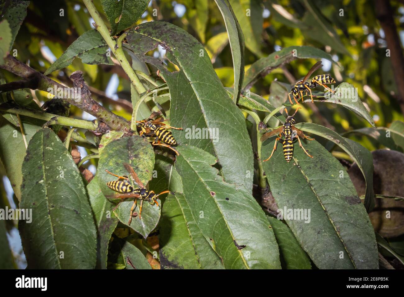 group of wasps on the leaves of a tree Stock Photo - Alamy