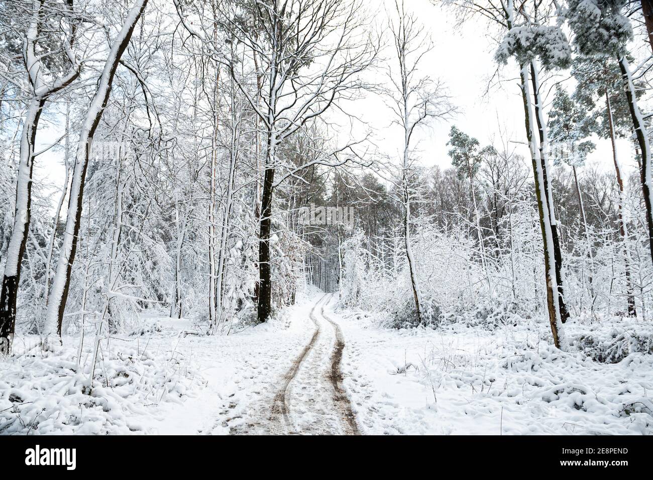 Snow covered trees with path in winter forest Stock Photo - Alamy