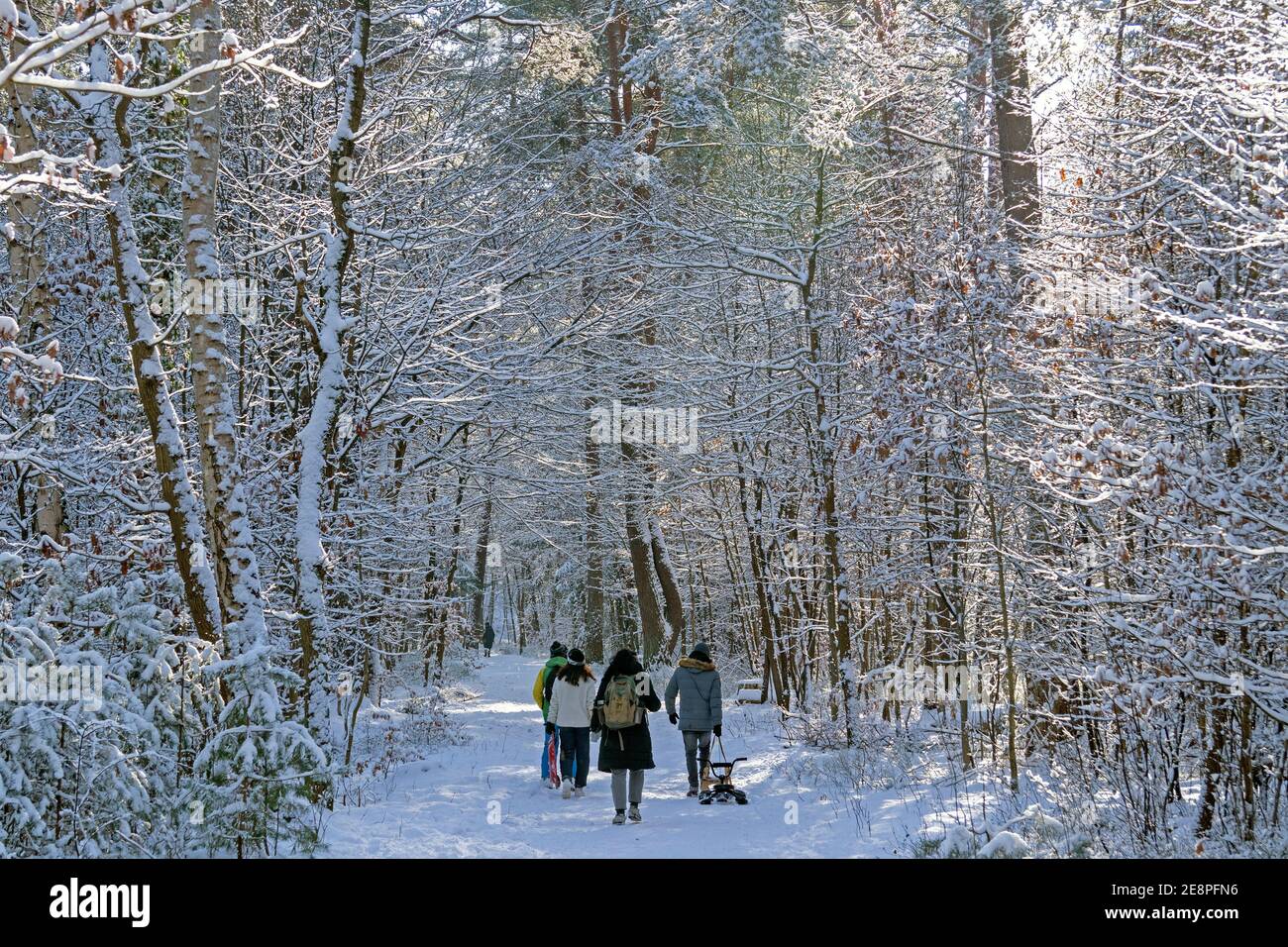 winterly hike path at Neugraben Heath, Harburg, Hamburg, Germany Stock Photo - Alamy
