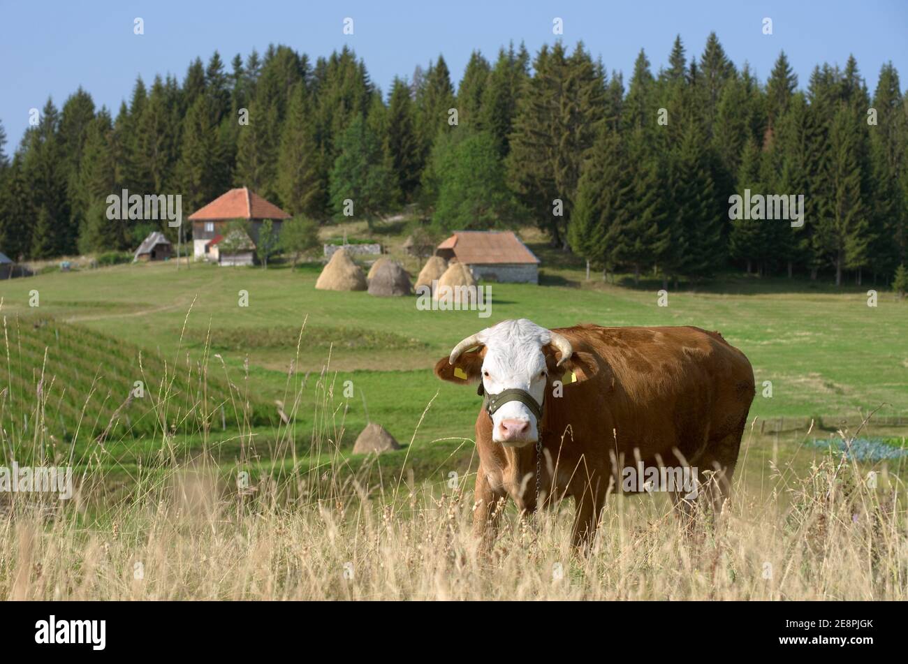 cow in Kamena Gora Highland, Serbia Stock Photo - Alamy
