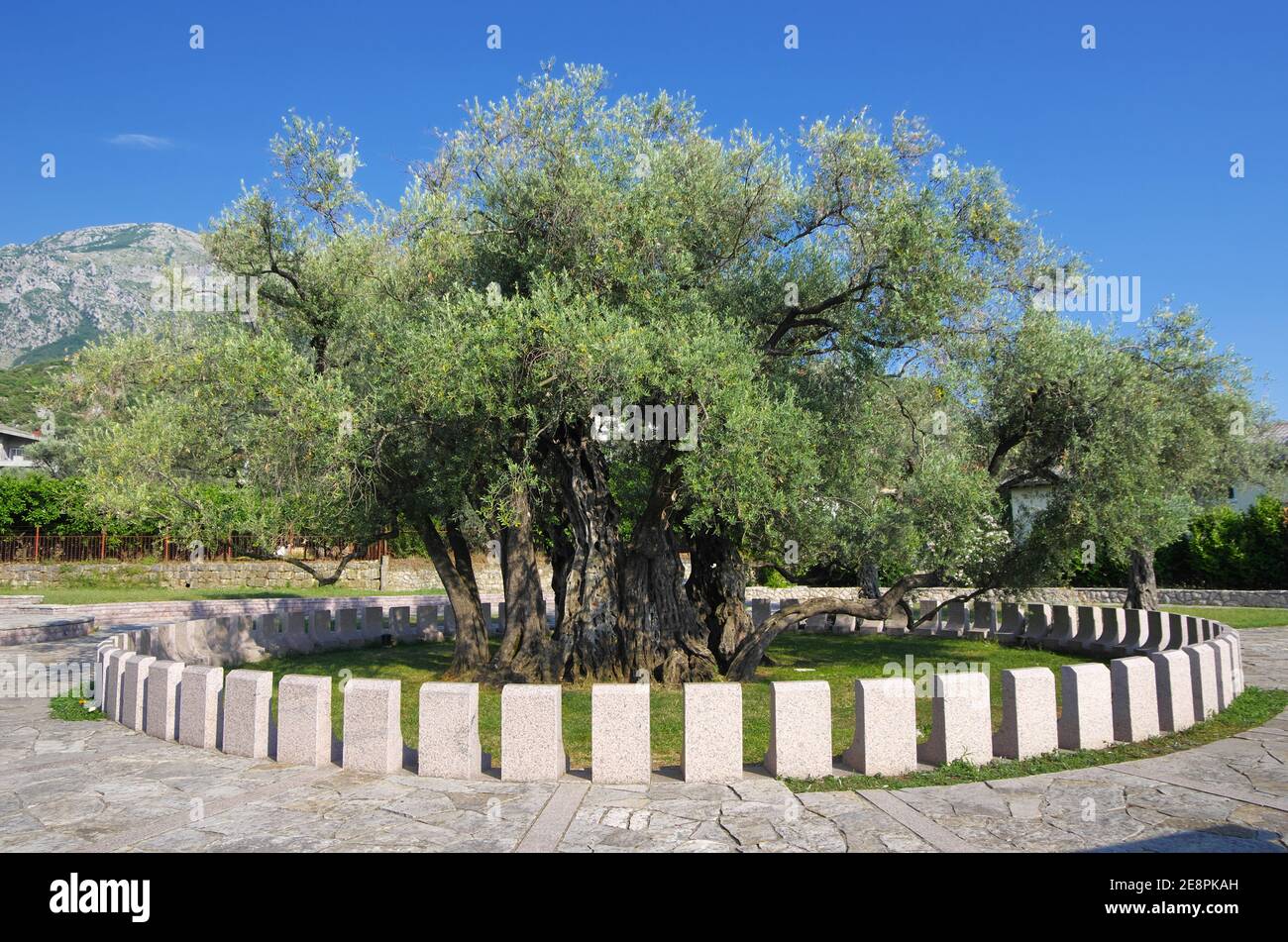 The Old Olive Tree, a symbol of the city of Bar, is the oldest tree in ...