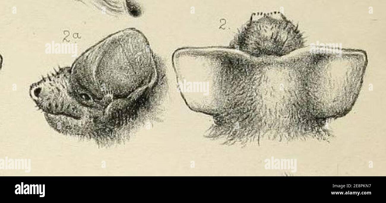 Mormopterus jugularis hi-res stock photography and images - Alamy