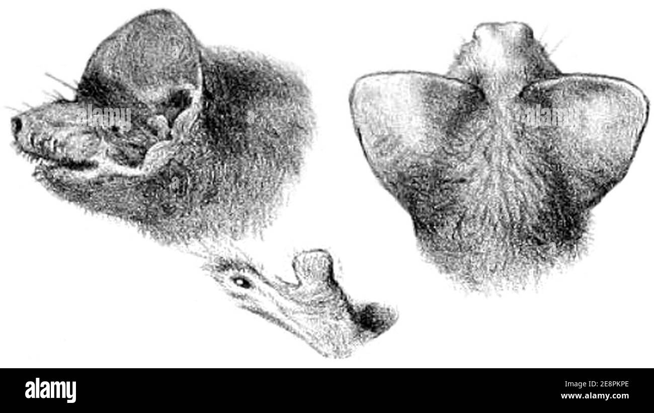 Mormopterus norfolkensis 2 Stock Photo - Alamy