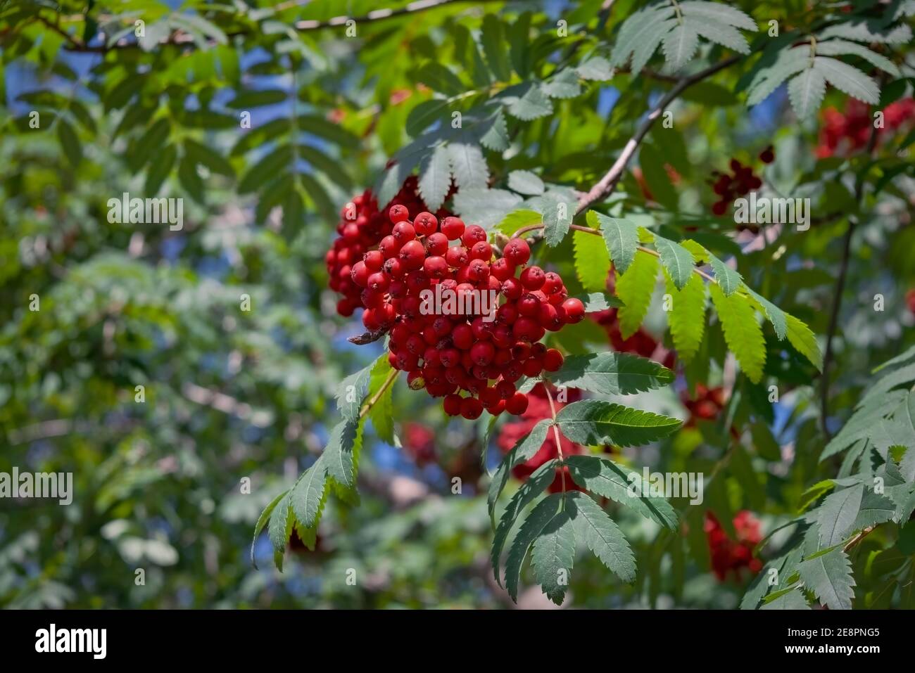 Rowan branches with ripe fruits close-up. Red rowan berries on the ...