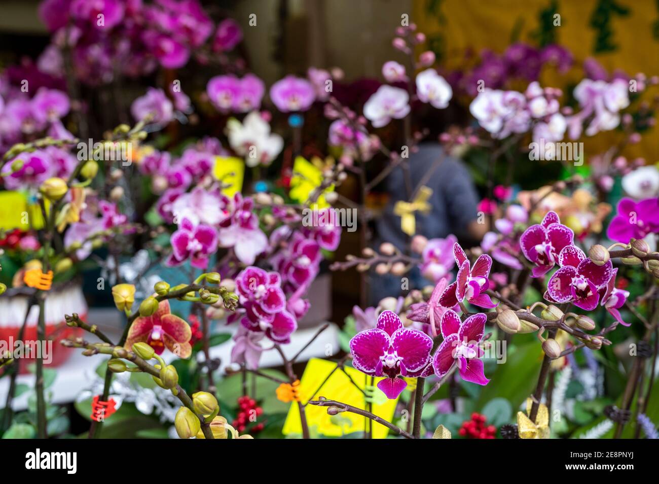 A flower stall offering typical Chinese New Year theme flowers such as ...