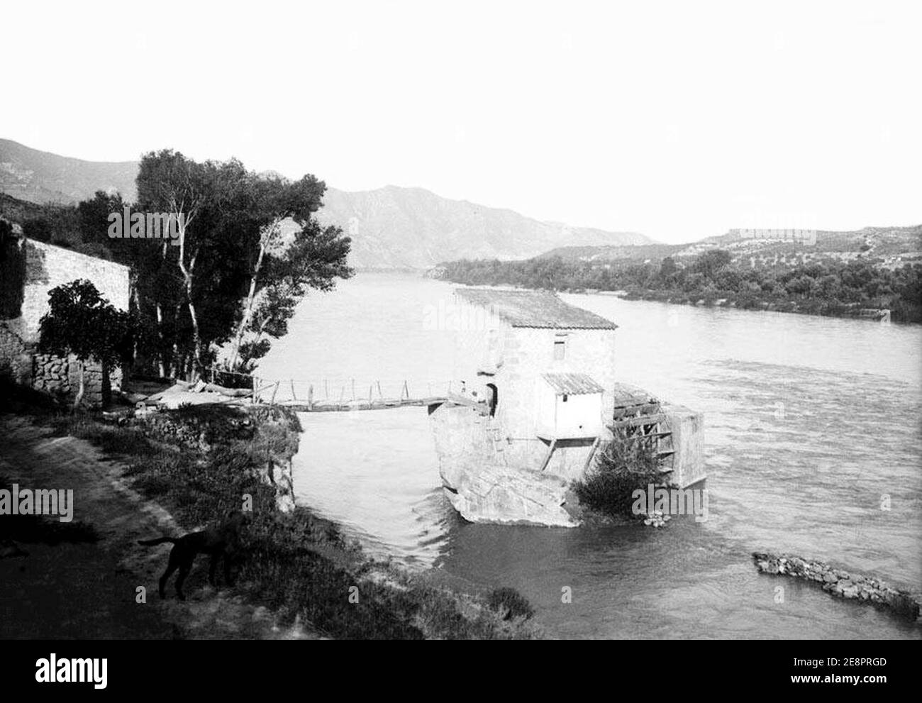 Riba roja Black and White Stock Photos & Images - Alamy