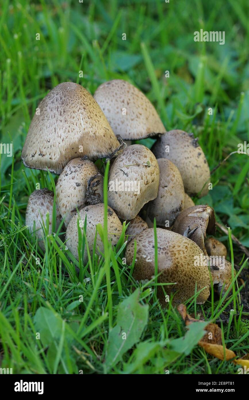 Close up of common ink or inky cap, Coprinus atramentarius Stock Photo ...