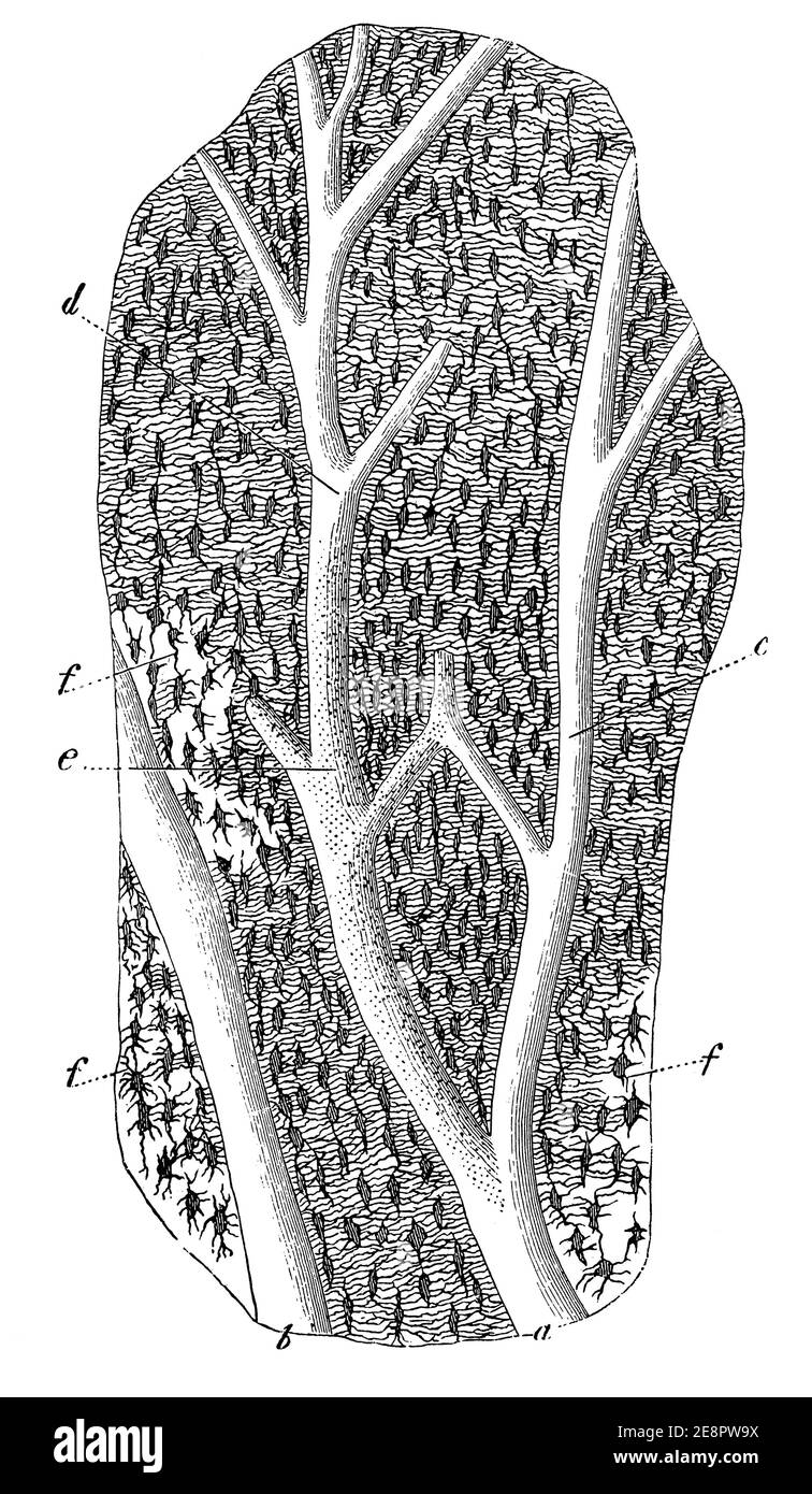 Vertical section through a human bone. Illustration of the 19th century ...