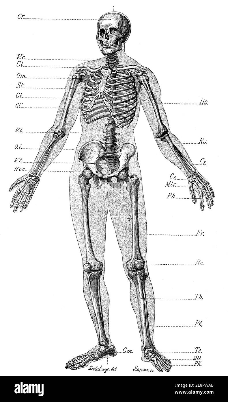 Ancient human skeleton hi-res stock photography and images - Alamy