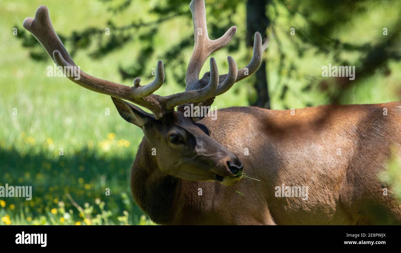 West elk mountain range hi-res stock photography and images - Alamy