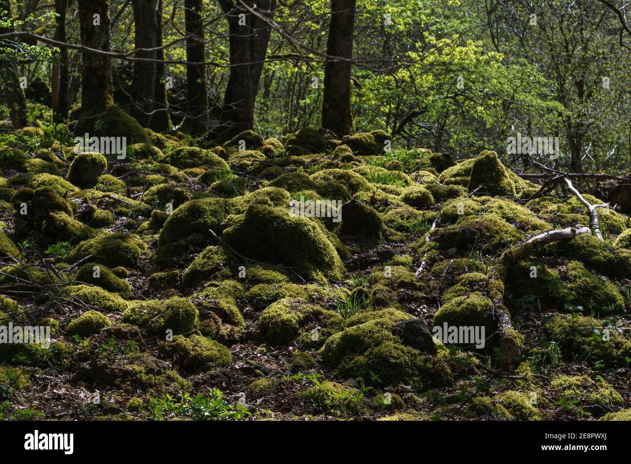 Beautiful green moss covered stones on forest ground in golden sunlight ...