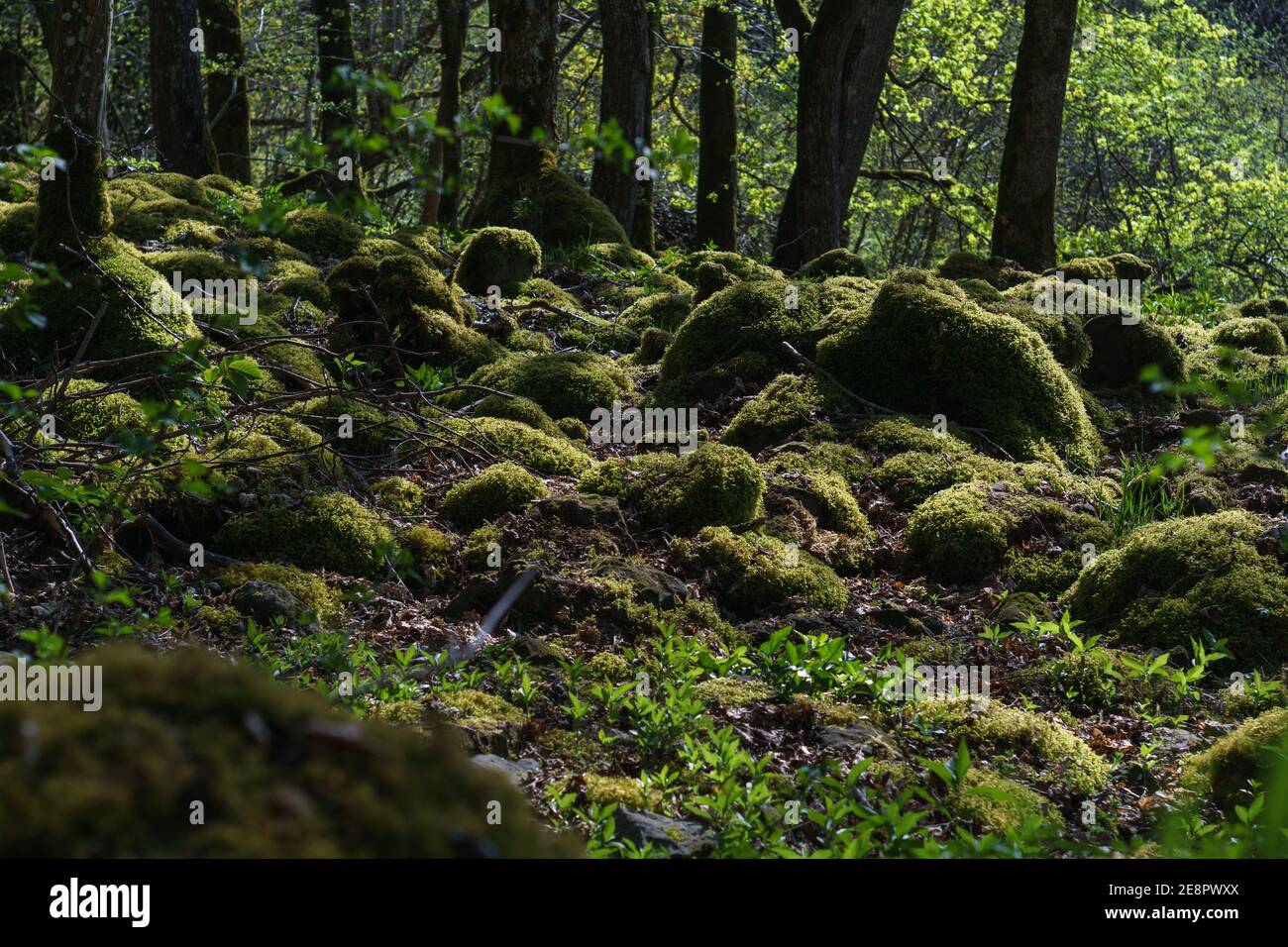 Beautiful green moss covered stones on forest ground in golden sunlight ...