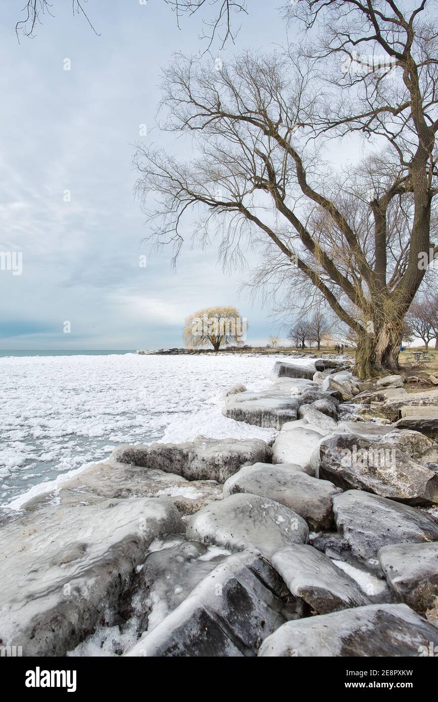 Willow Tree with a frozen lake erie in cleveland ohio at edgewater park ...