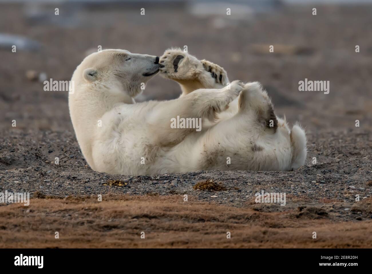 Playful Polar bear (Ursus maritimus) in the Arctic Circle of Kaktovik, Alaska Stock Photo - Alamy