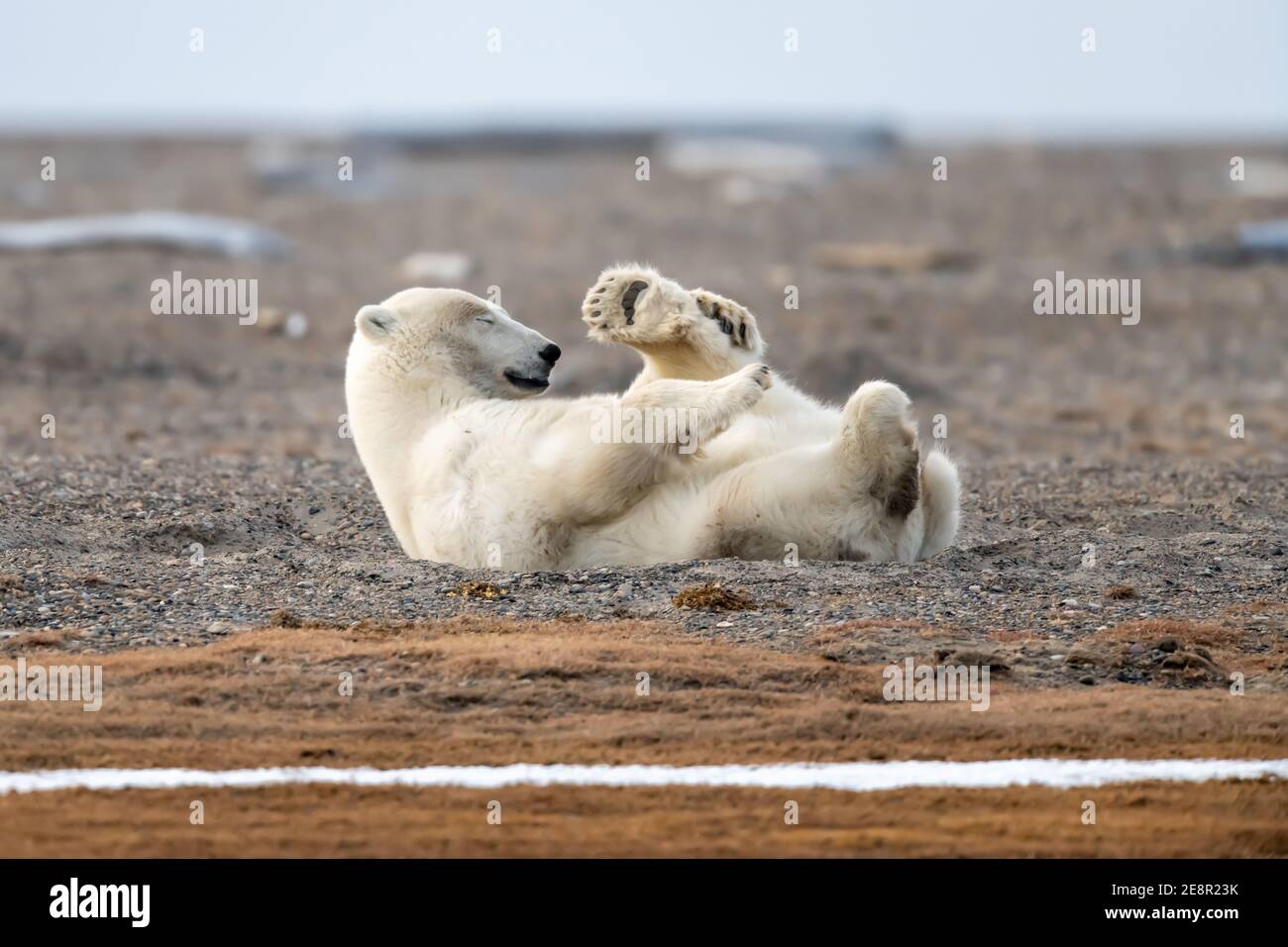 Playful Polar bear (Ursus maritimus) in the Arctic Circle of Kaktovik, Alaska Stock Photo - Alamy