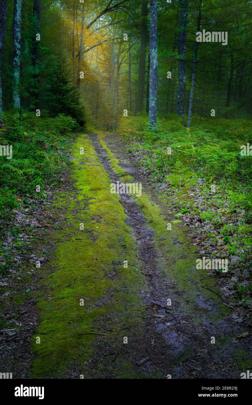 Sunlight Mossy, Huckleberry and Fern Covered Trail through the Forest ...
