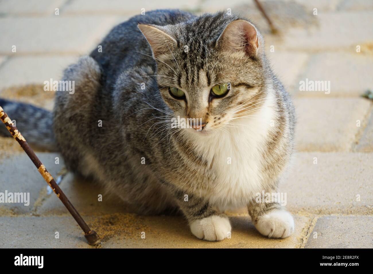Australian pet cat hi-res stock photography and images - Alamy