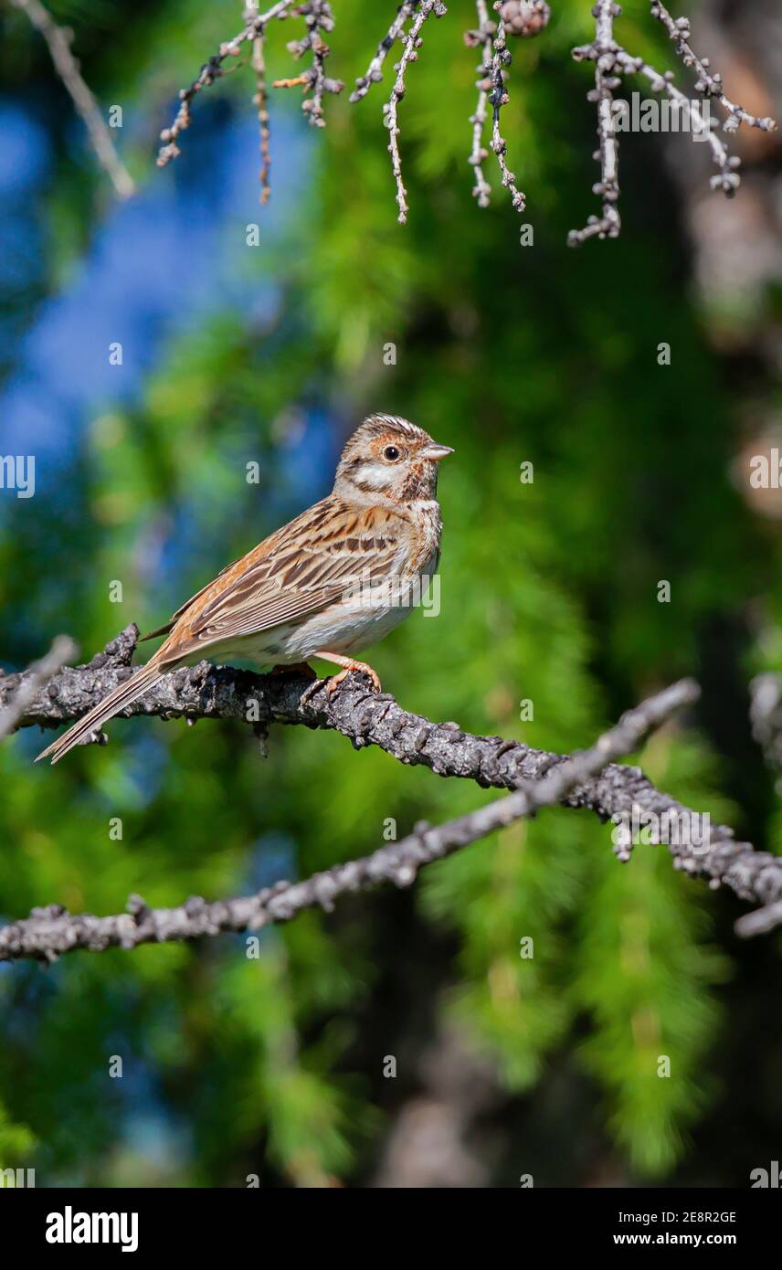 Pine Bunting (Emberiza leucocephalos), adult female sitting on branch ...