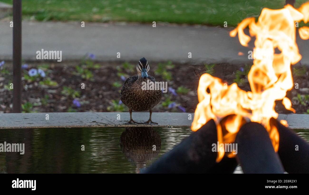 Duck with Eternal Flame Stock Photo - Alamy
