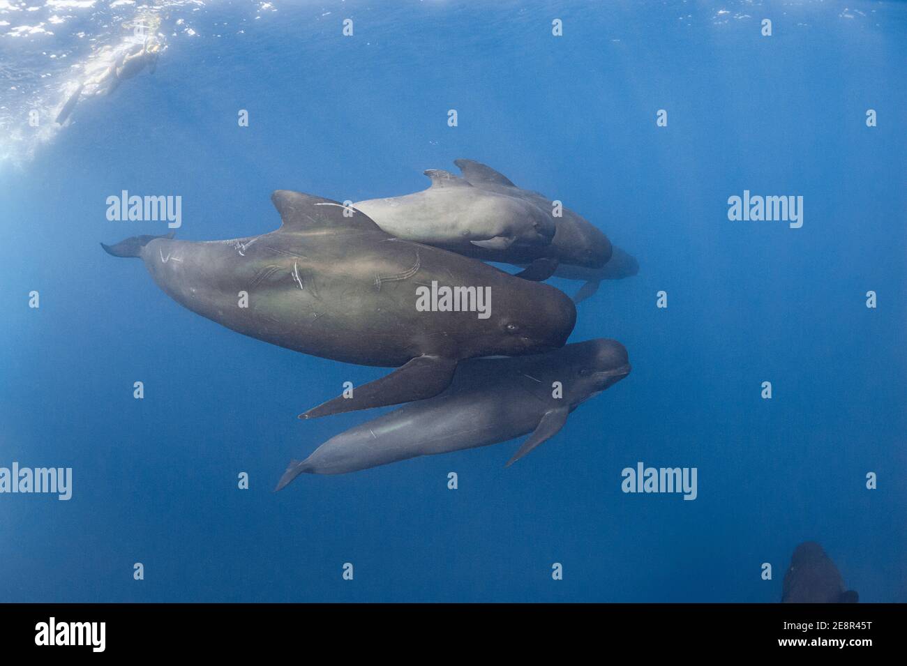 snorkeler and long-finned pilot whales, Globicephala melas, Straits of ...