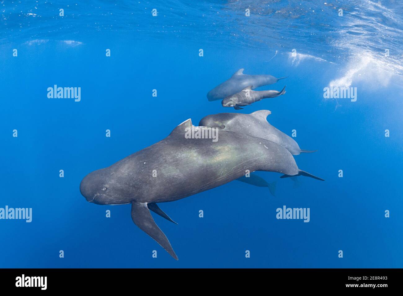 long-finned pilot whales, Globicephala melas, with newborn calf, still ...
