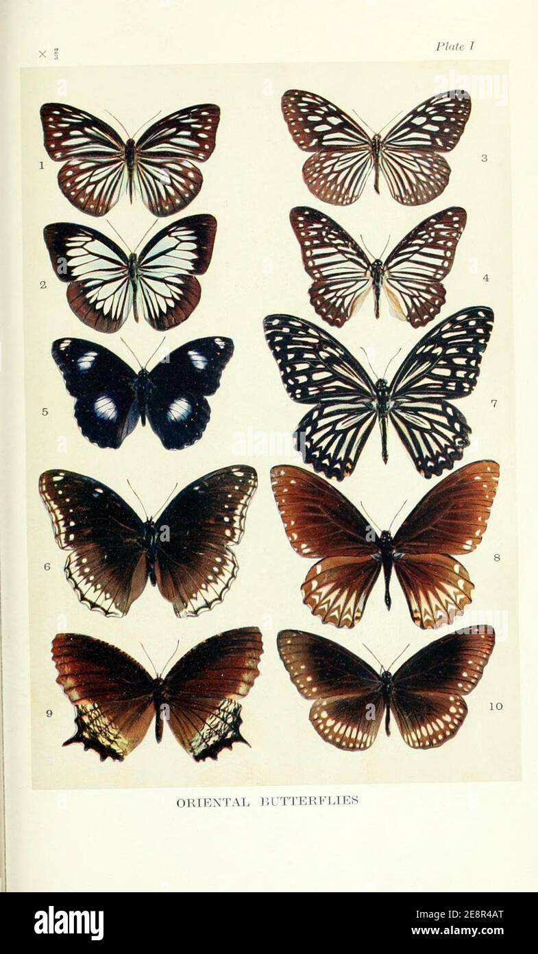 Mimicry in butterflies Stock Photo - Alamy