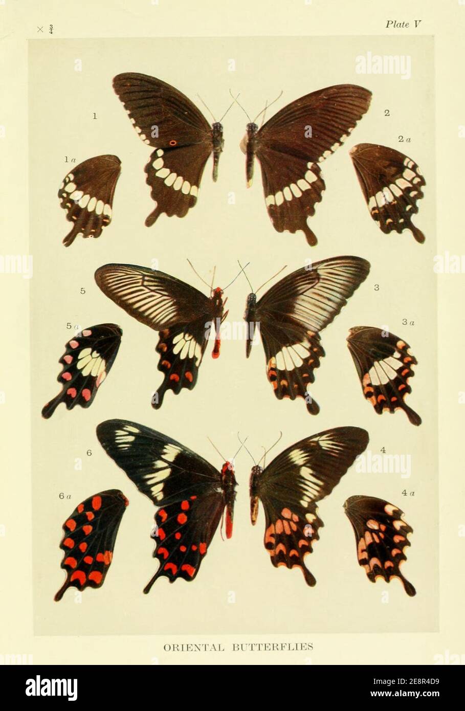 Mimicry in butterflies Stock Photo - Alamy