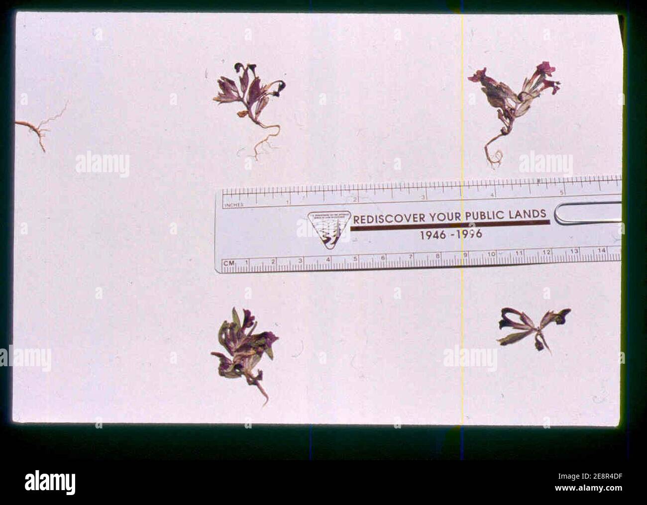 Mimulus clivicola herbarium specimen from SW Idaho 2 Stock Photo - Alamy