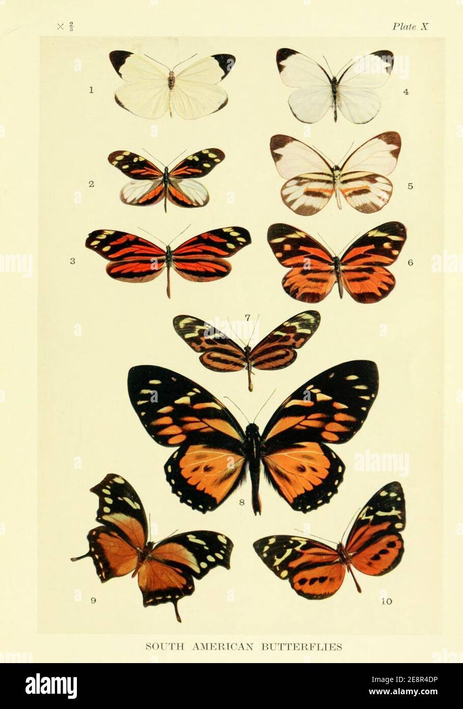 Mimicry in butterflies Stock Photo - Alamy