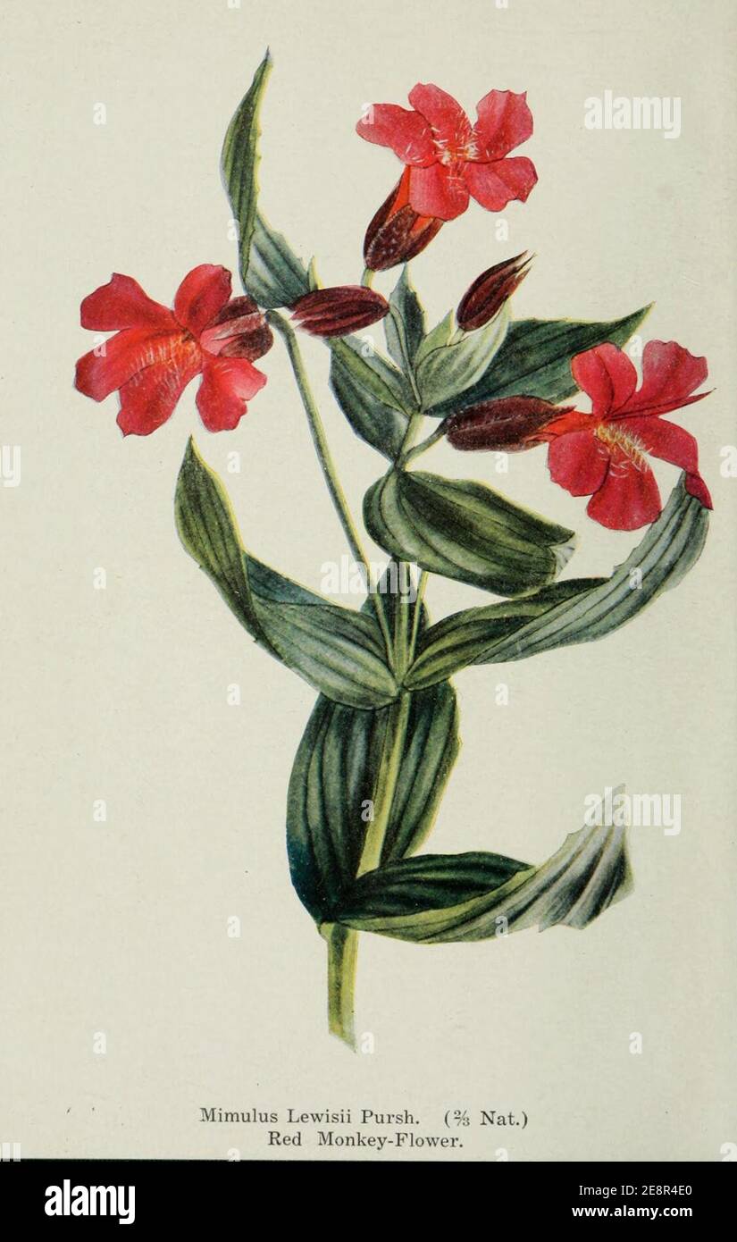 Mimulus lewisii hi-res stock photography and images - Alamy
