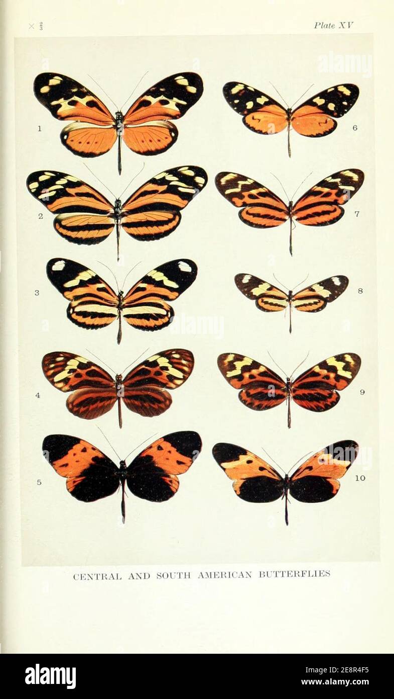 Mimicry in butterflies Stock Photo - Alamy