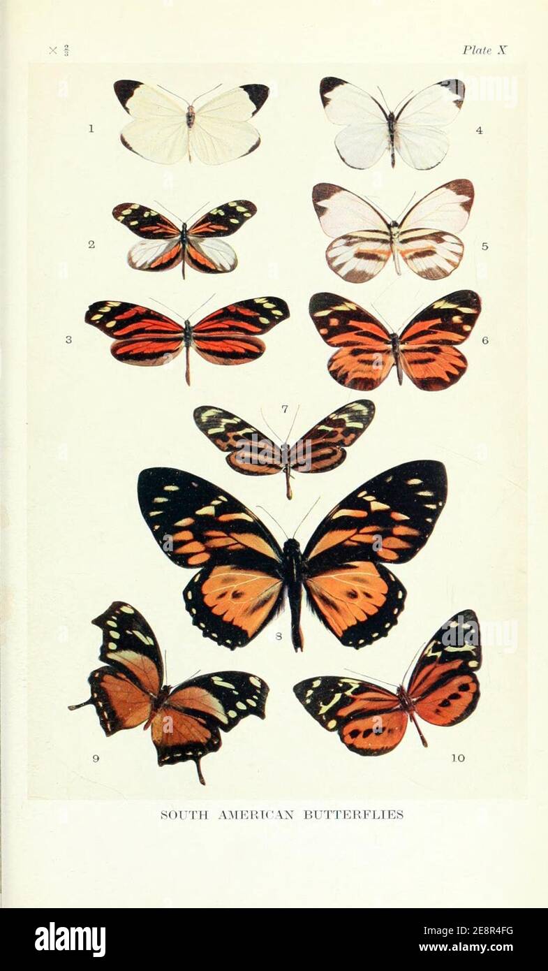 Mimicry in butterflies Stock Photo - Alamy