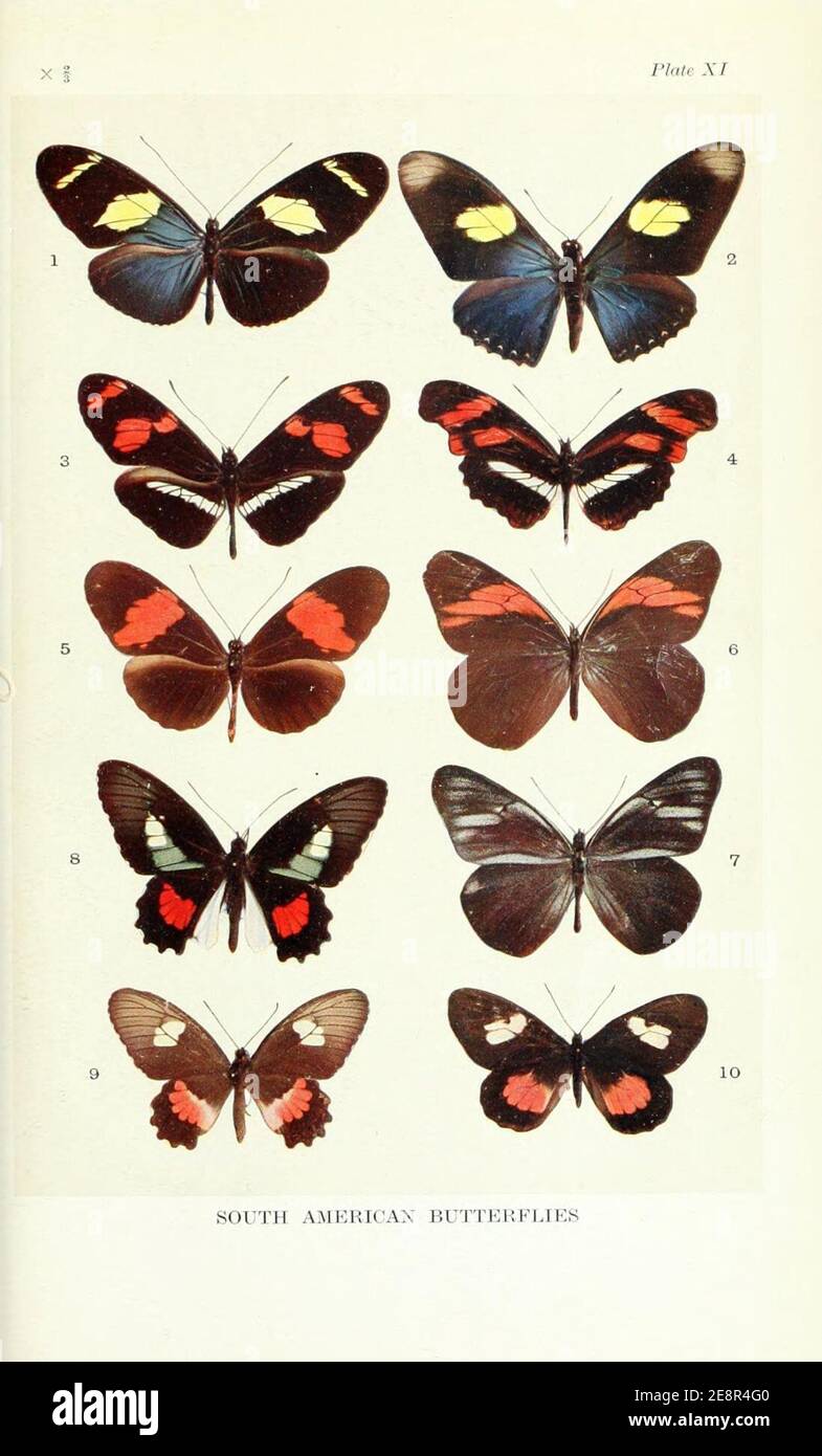 Mimicry in butterflies hi-res stock photography and images - Alamy