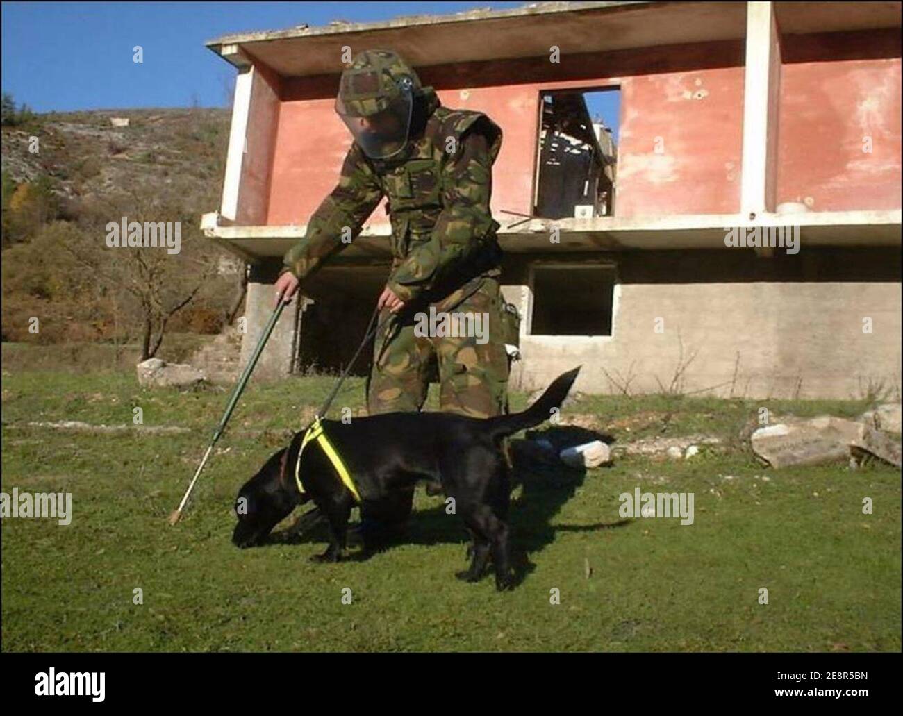 Mine Detection Dog (MDD Stock Photo - Alamy