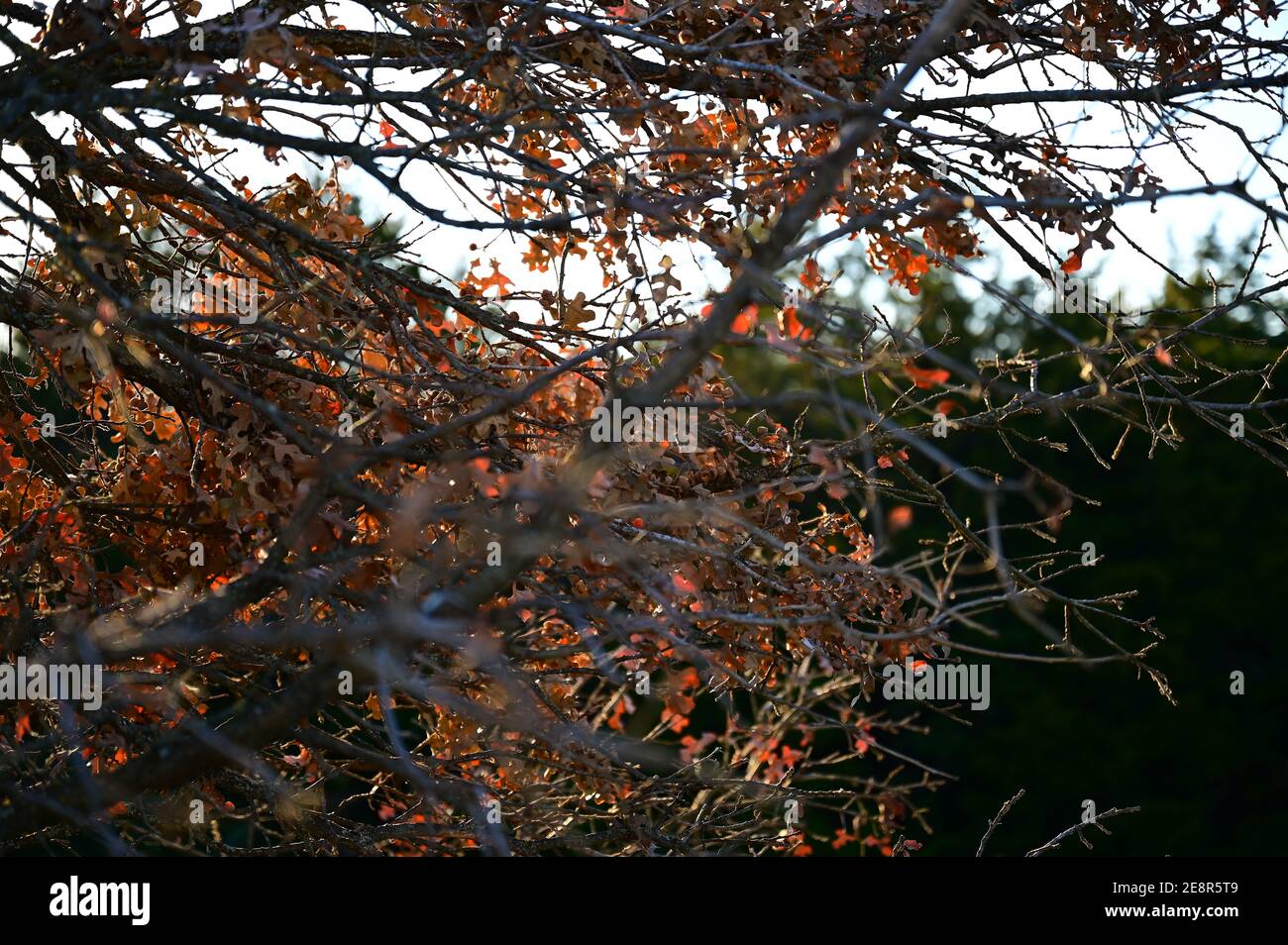 Tree seeds falling hi-res stock photography and images - Alamy