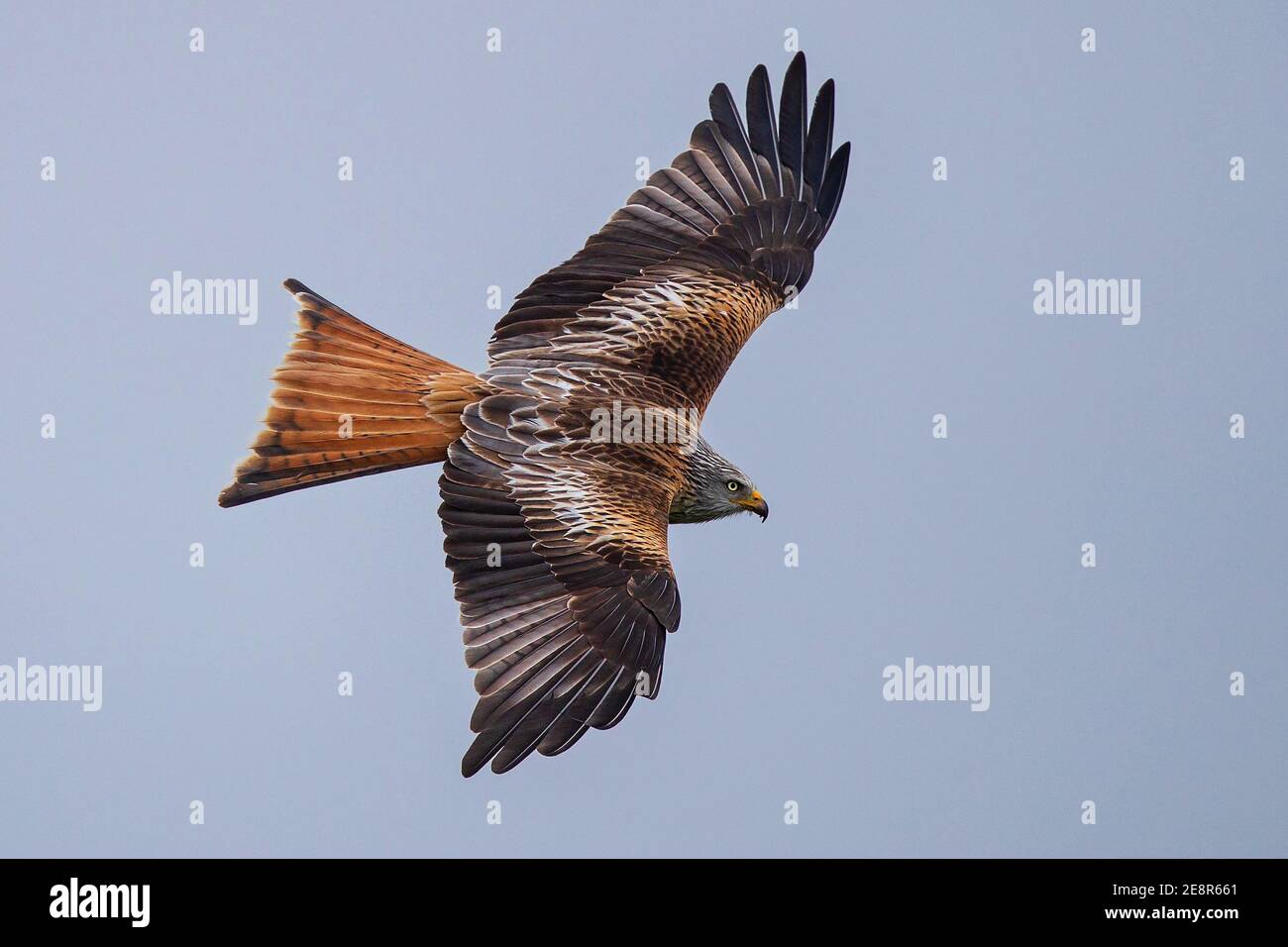 Red kite feather up close hi-res stock photography and images - Alamy