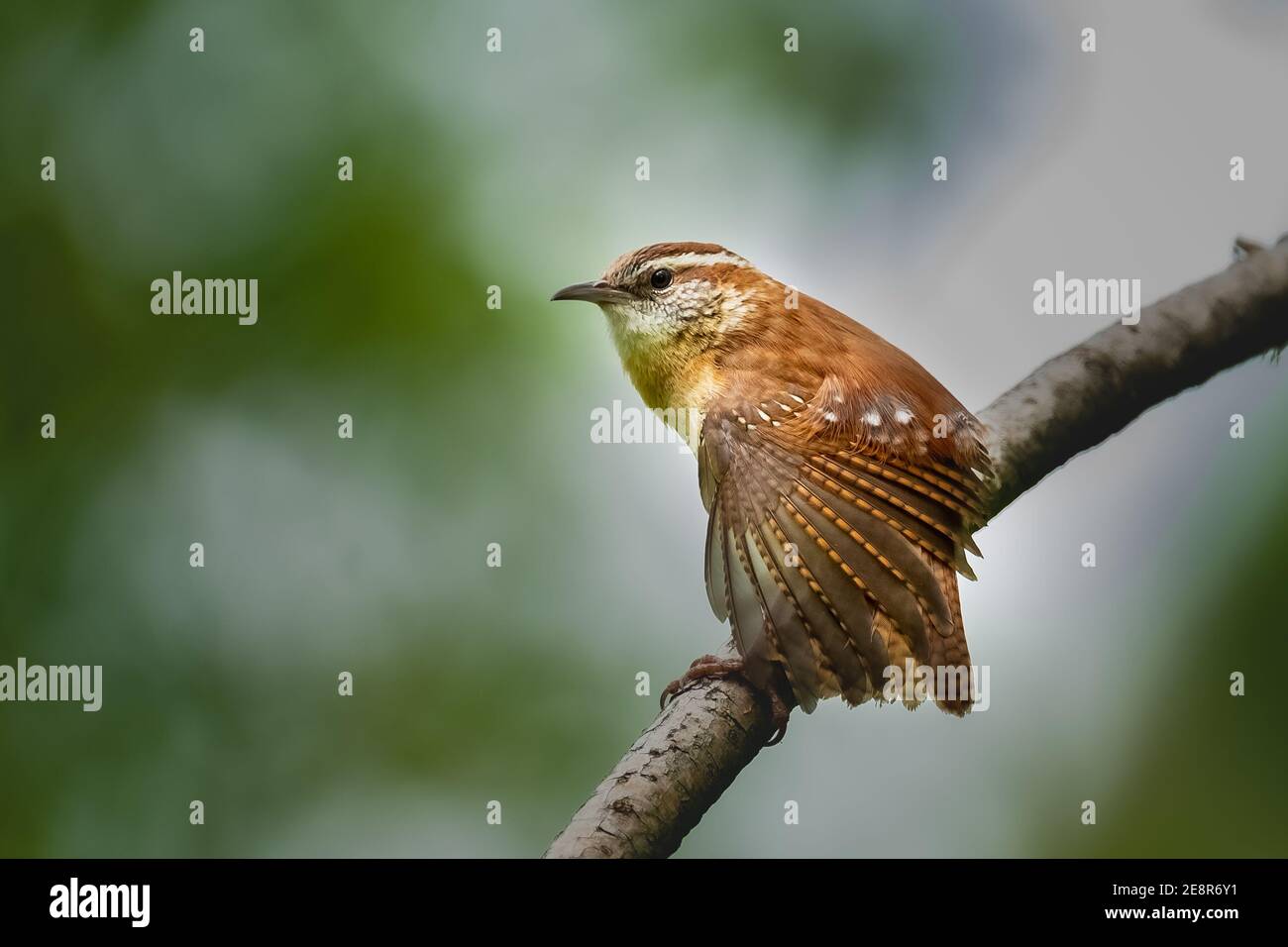 Carolina wren portrait hi-res stock photography and images - Alamy