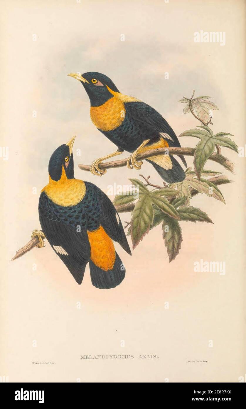 Mino anais - The Birds of New Guinea Stock Photo - Alamy
