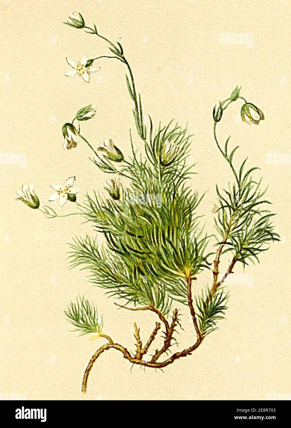 Minuartia recurva Atlas Alpenflora Stock Photo - Alamy