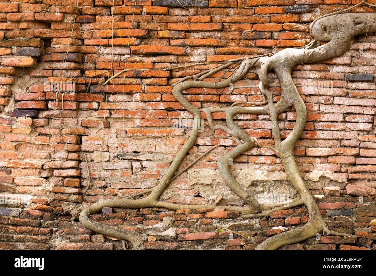 Tree Roots On Red Brick Wall Stock Photo - Alamy
